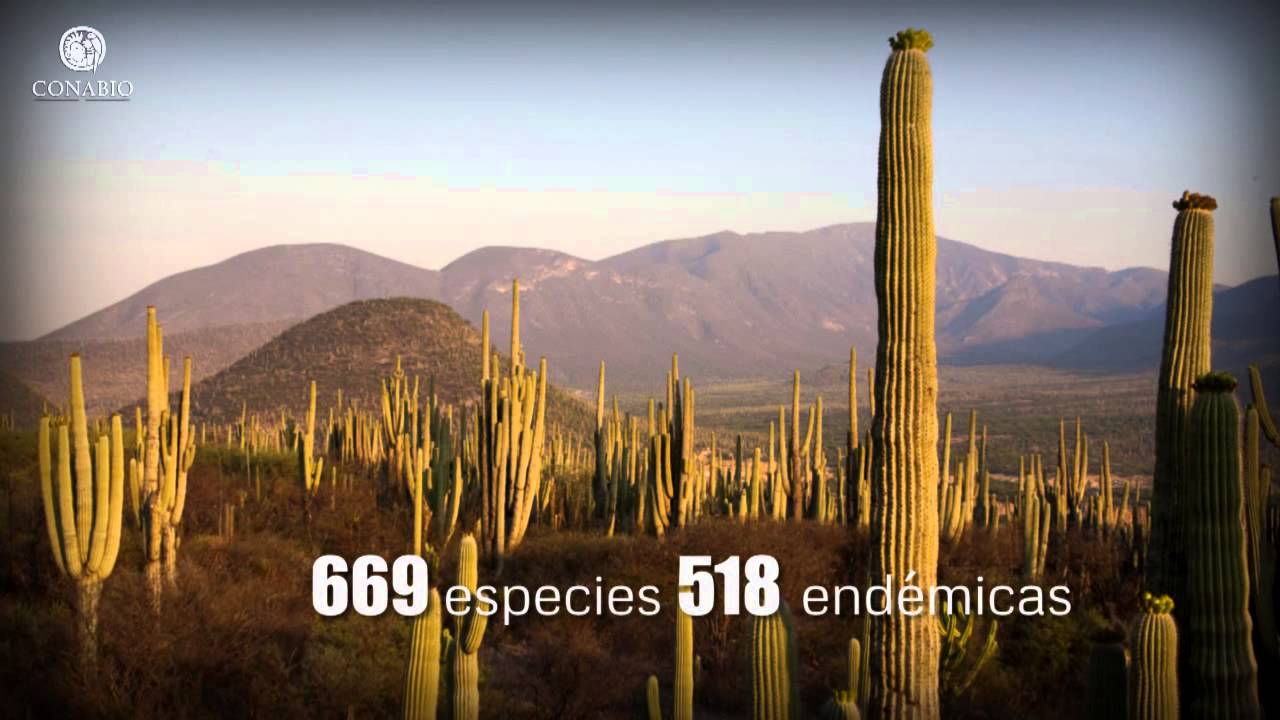 Tunas, nopales, pulques y mezcales: Matorrales - ECOSISTEMAS DE MÉXICO