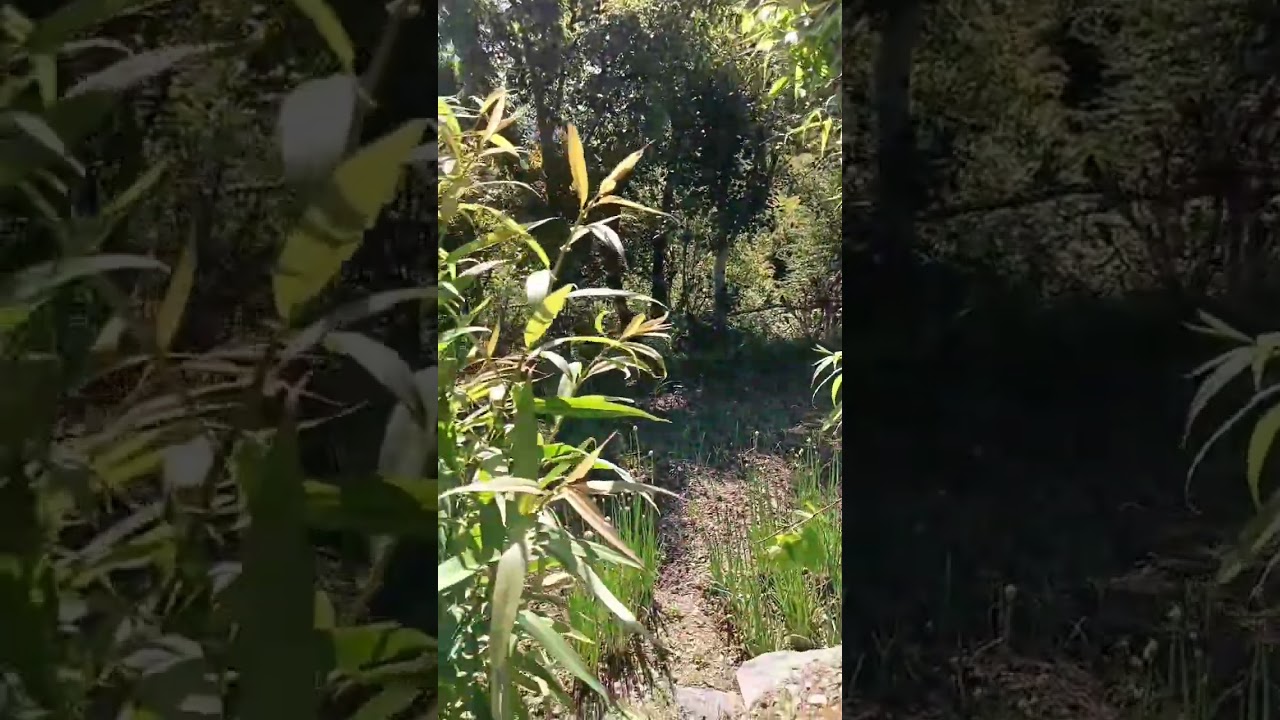 muskaano mai tum ho #sandeep rana #love song #nature beauty 💚💚💚💚💚♥️♥️♥️♥️♥️