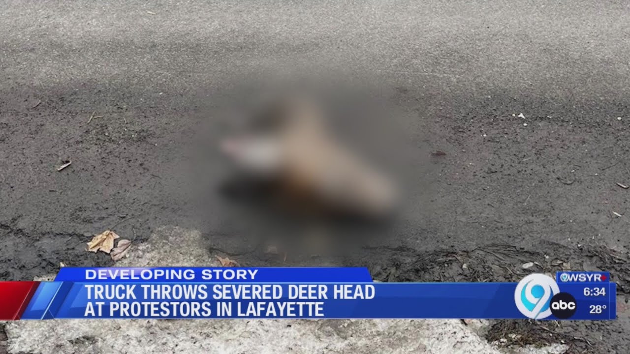 Police investigate pick-up truck driver accused of throwing deer head toward group of protesters in