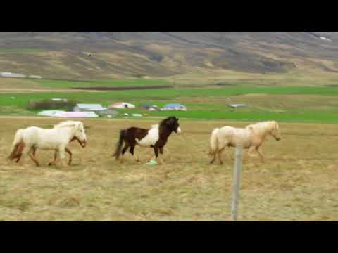 What is so special about Icelandic Horses? LA Photography www laphotographygc com