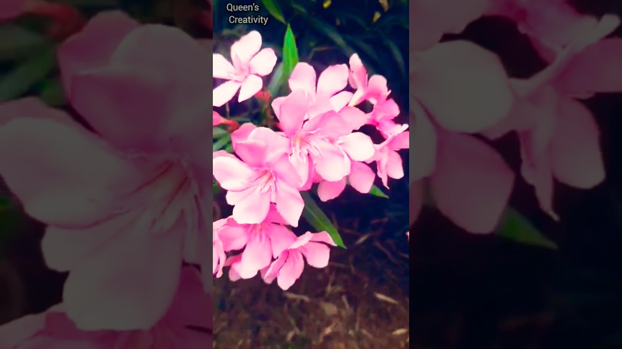 Perfumes are the feelings of flowers#shorts #shortsfeed #youtube #youtubeshorts #ytshorts #subscribe