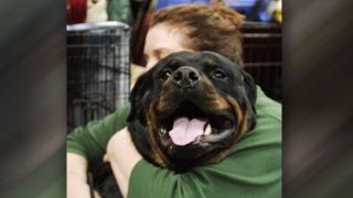 Attention dog owners: Your pooch probably hates hugs