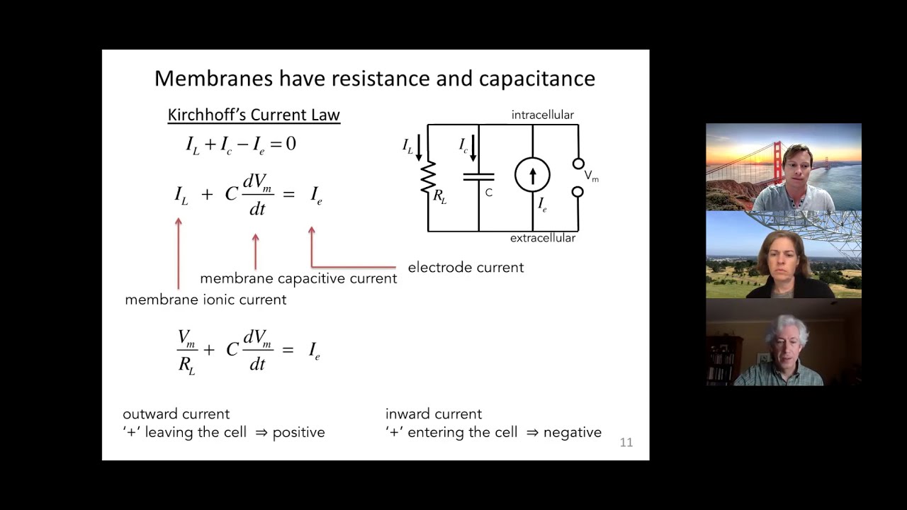 Intro to neurophysiology with Dr. Steve Baccus