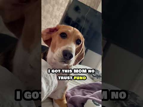 Man in finance 💵 (mom edition)…. #beagle #funny #dog #funny #dogmom #finance #trustfund #shorts