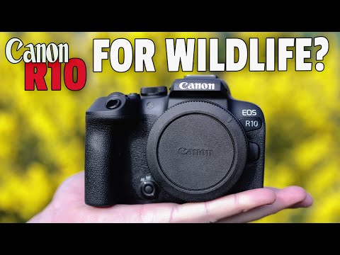 Canon R10: First wildlife experience (5331C002)