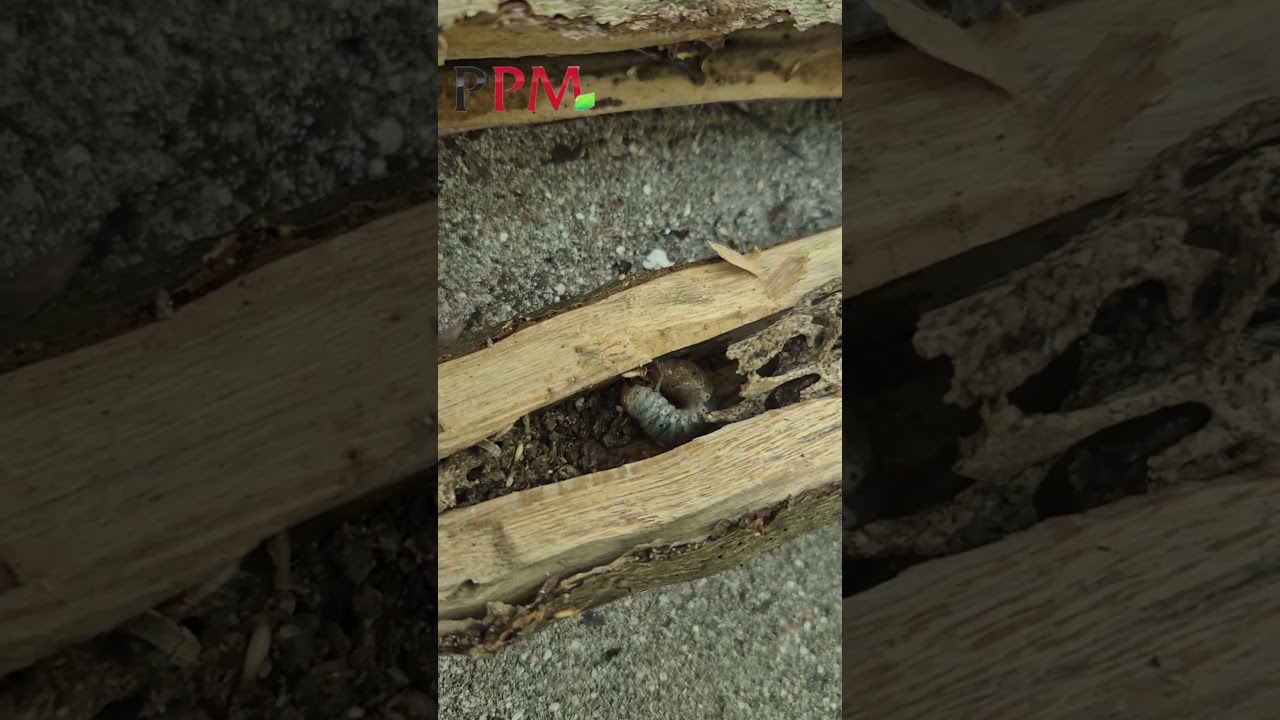 termite infestation just call up 798-7378