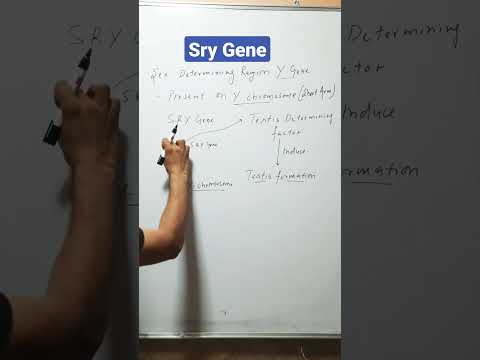 What is Sry Gene?