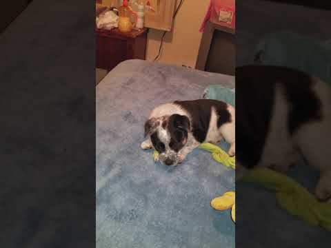 Dogs with unusual markings