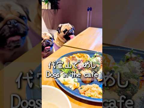 [PUG] あきらめるのが早い (They give up pretty quickly) #代官山 #代官山グルメ