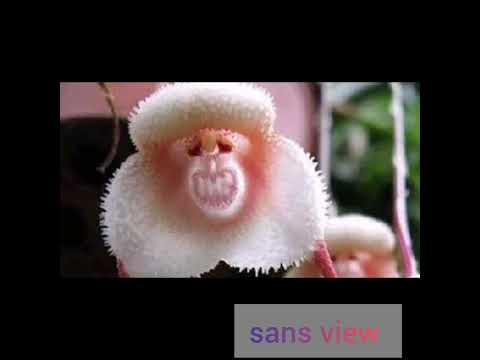 MONKEY ORCHID FLOWER RESEMBLES MONKEY | sans view #facts #sarvamithran #kids #shorts #cartton