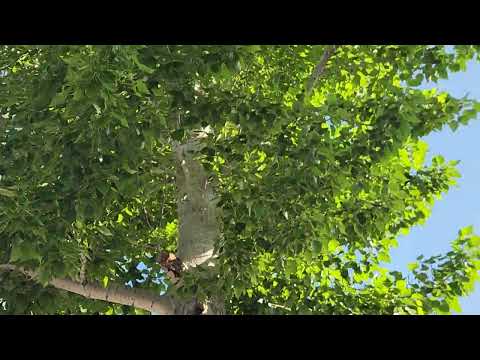 Video of Twin Pines RV Park and Campground, WY from Grace D.