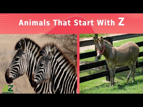 Animals That Start With The Letter Z: Listed With Facts