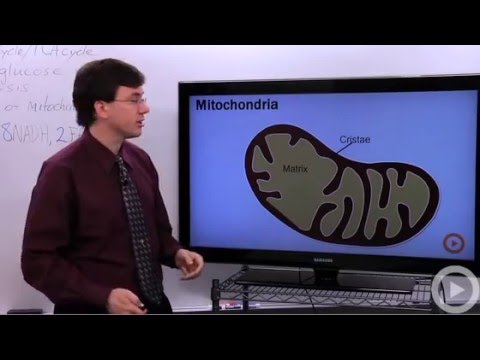 Krebs cycle - Citric Acid Cycle - TCA cycle