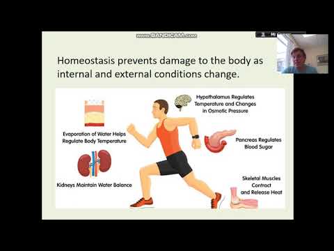 Homeostasis and negative feedback GCSE Biology (9-1)