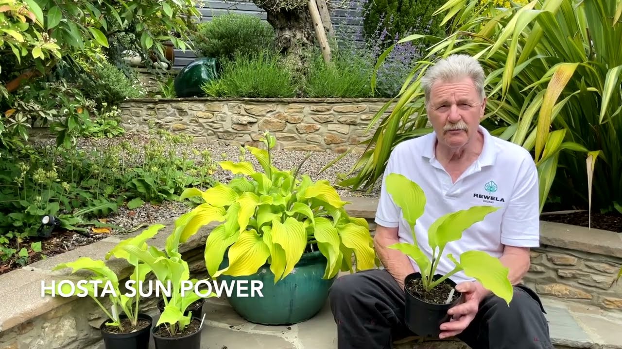 Rewela Hostas look at Hosta Sun Power