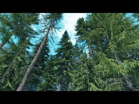 What Are The Fir Tree Features And Benefits?🌴