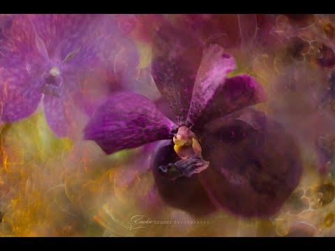 Tips for Better Flower Photography with Jackie Kramer