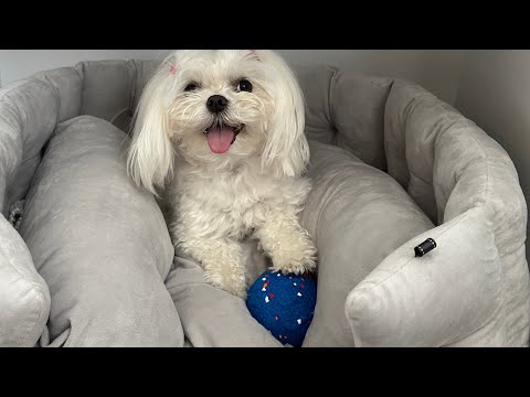 Boredom-Busting Ball Review – Niblomia for Dogs #ad