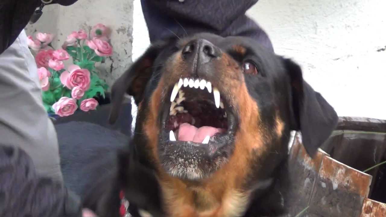 Angry rottweiler