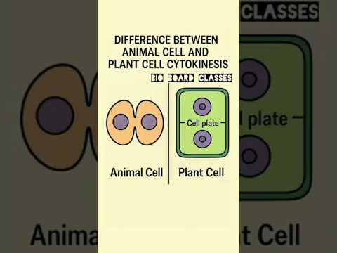 👉 “Difference Between Animal Cell and Plant Cell Cytokinesis” #biology #shorts