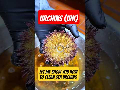 Uni is the Japanese name for the edible gonads (reproductive organs) of a sea urchin,