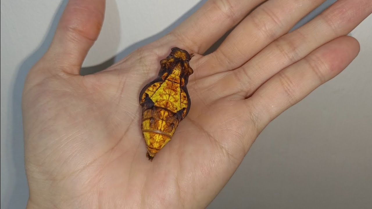 Birdwing Butterfly lifecycle/ why they need protection