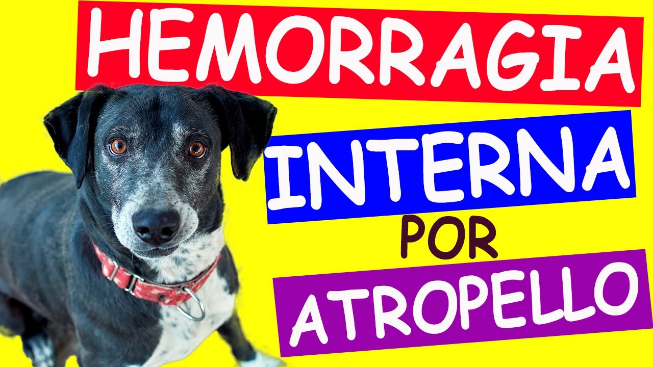 Internal bleeding due to being hit by a car in dogs - First Aid and Veterinary Care