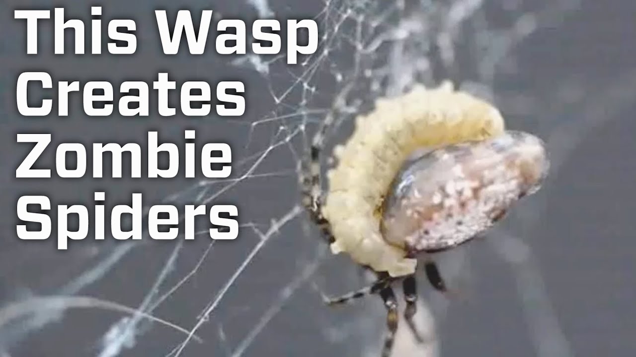 This Parasitic Wasp Creates Zombie Spiders