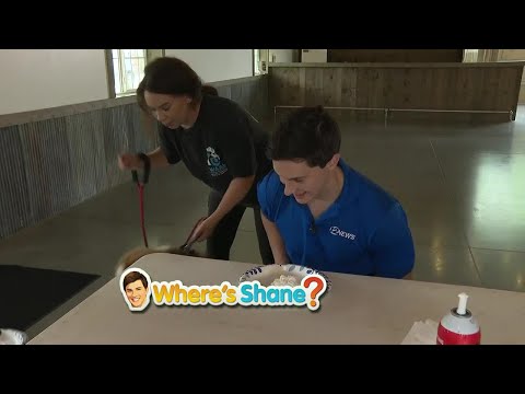 Where's Shane? Barks, Boots, and BBQ 3
