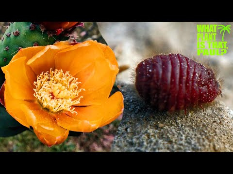 PRICKLY PEAR TOUR and a Parasitic INSECT (Cochineal) that is Used to Make a Scarlet Dye