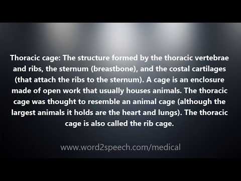 Thoracic cage - Medical Definition and Pronunciation