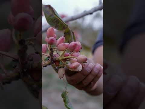 Pistachio tree is an organic product