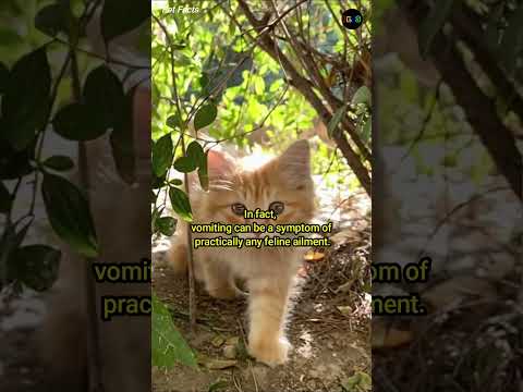 Cat Problems and Health Issues, causes, symptoms, and treatments ;15 Vomiting