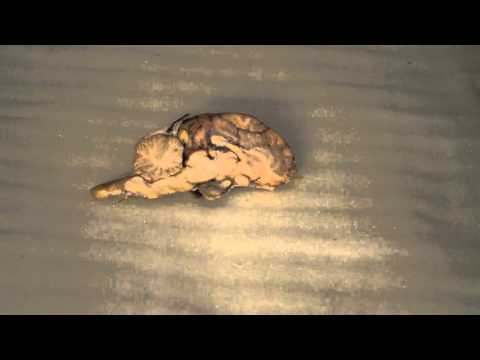 Week 5 Sheep Brain Dissection