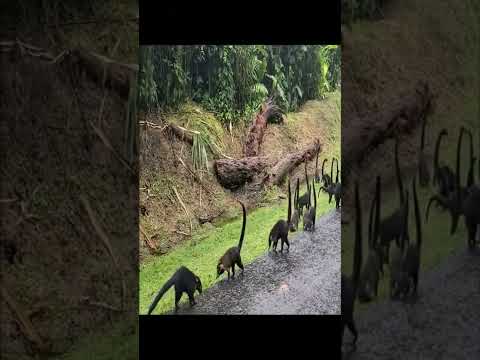 Coati animal, very curious creatures | coati pet #shorts