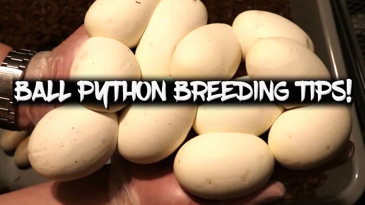 15 Ball Python Breeding Tips!
