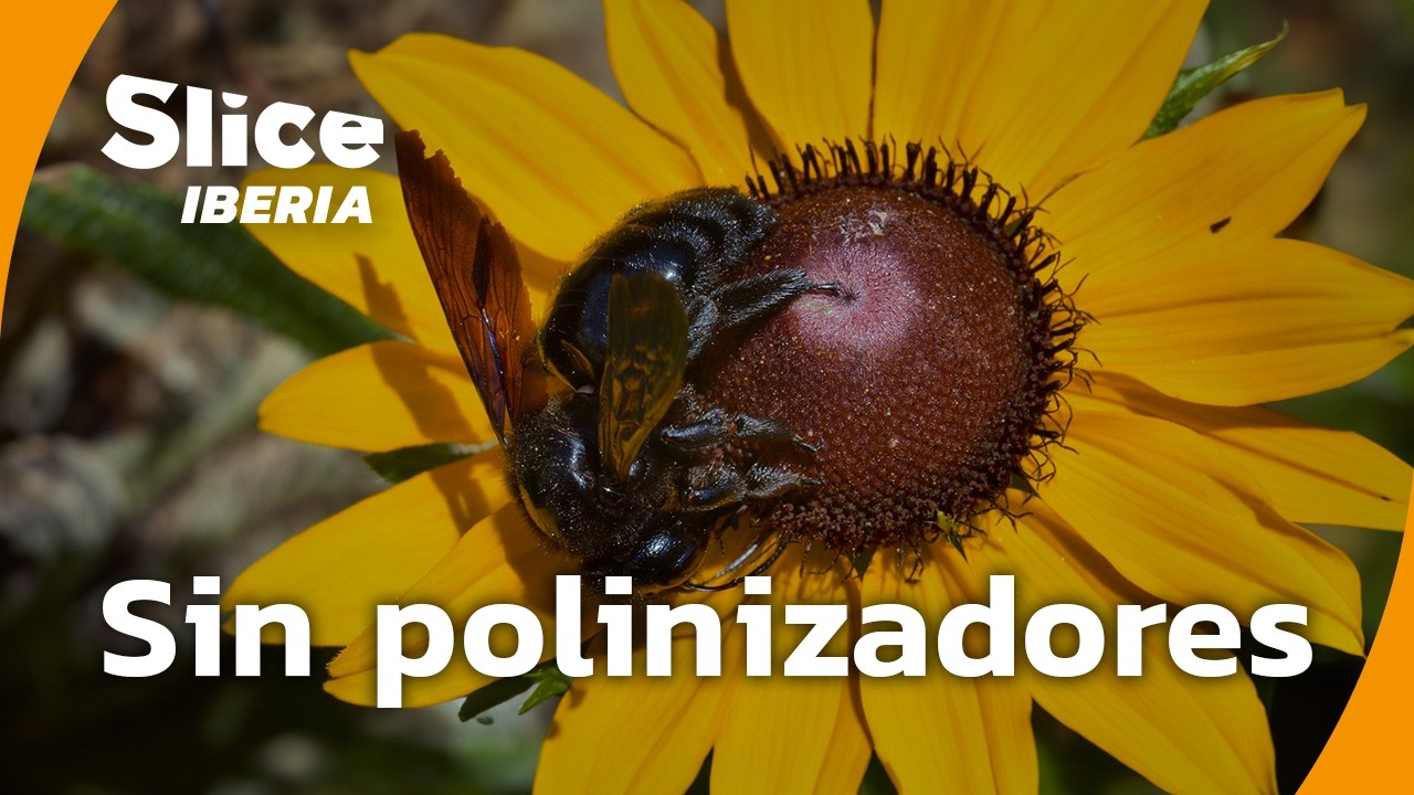 Abejas y polinizadores: el sistema vital que estamos perdiendo | SLICE Iberia | DOCUMENTAL COMPLETO