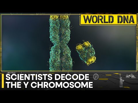 Researchers fully sequence the Y chromosome for the first time | World DNA | Latest News | WION