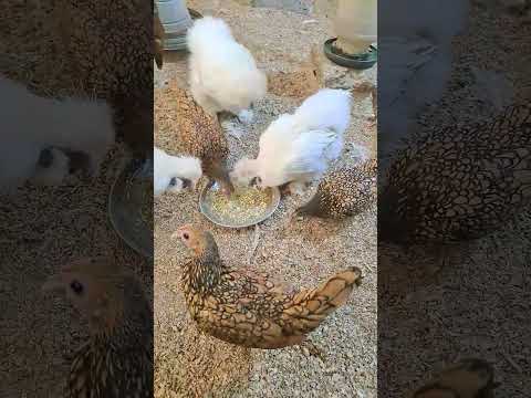 Silkies and Sebrites are enjoying their treat together | #fjfarms #silkiechicken #sebrightchicken