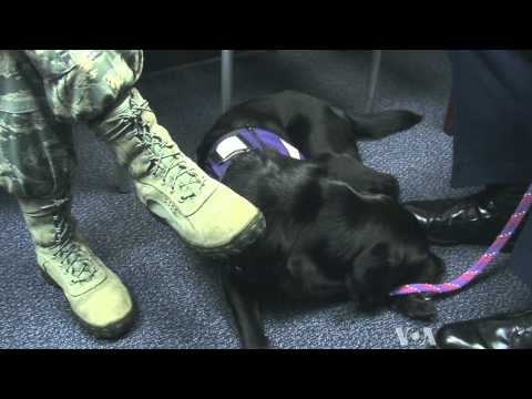 Therapy Dogs Help US Veterans with Stress Disorders