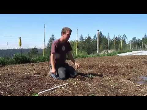 Gardening at Odiyan -- short interview with an Odiyan volunteer