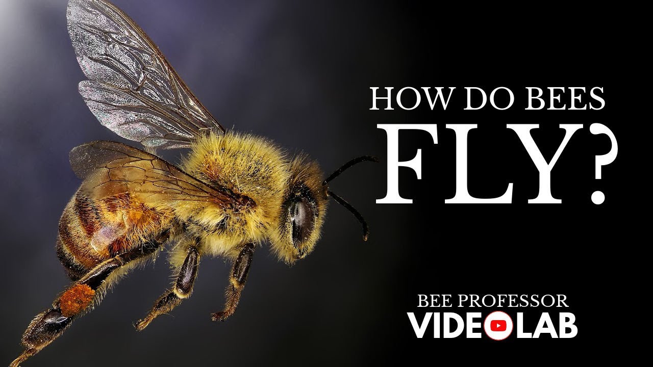 How Do Bees Fly? Unraveling The Secrets Of Bee Flight