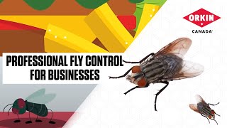 3 Best Pest Control in Victoria, BC - Expert Recommendations