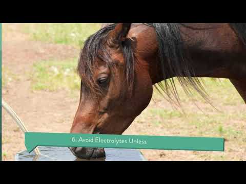 Tips to Prepare Your Horse for Long Distance Travel – Horse ...