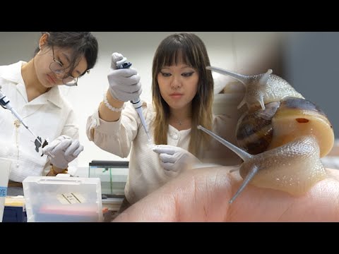 Could synthetic snail mucus advance cancer treatments?