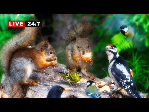 ๐ด24/7 LIVE CAT TV NO ADS๐บ Youngster Squirrels & Birds and a Feast on the Lucky Stump