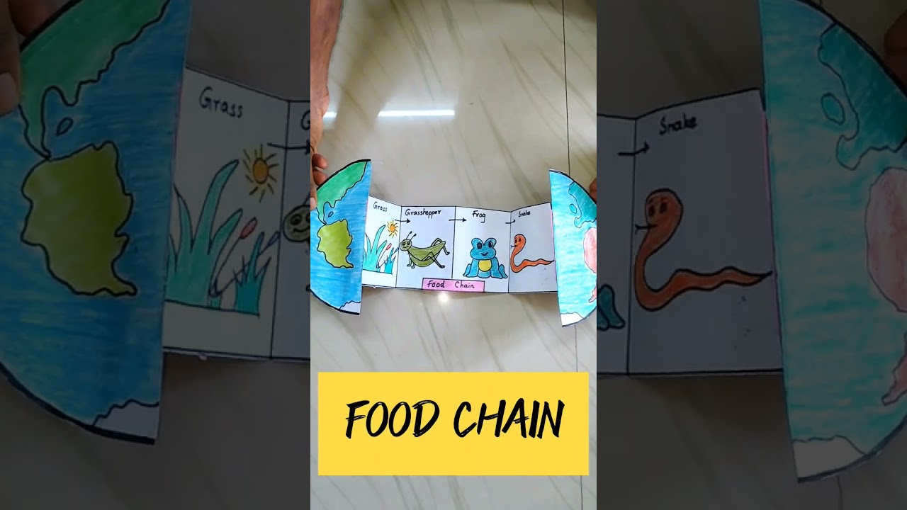 💥Food Chain!!! #shorts #foodchain #science #ncert