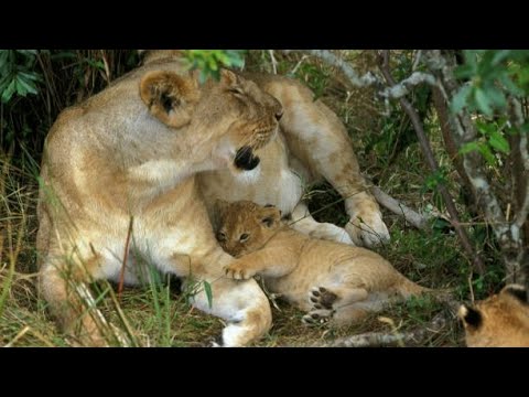 The Mother Lioness With Her Special Cubs | Kruger National Park | Latest Sightings