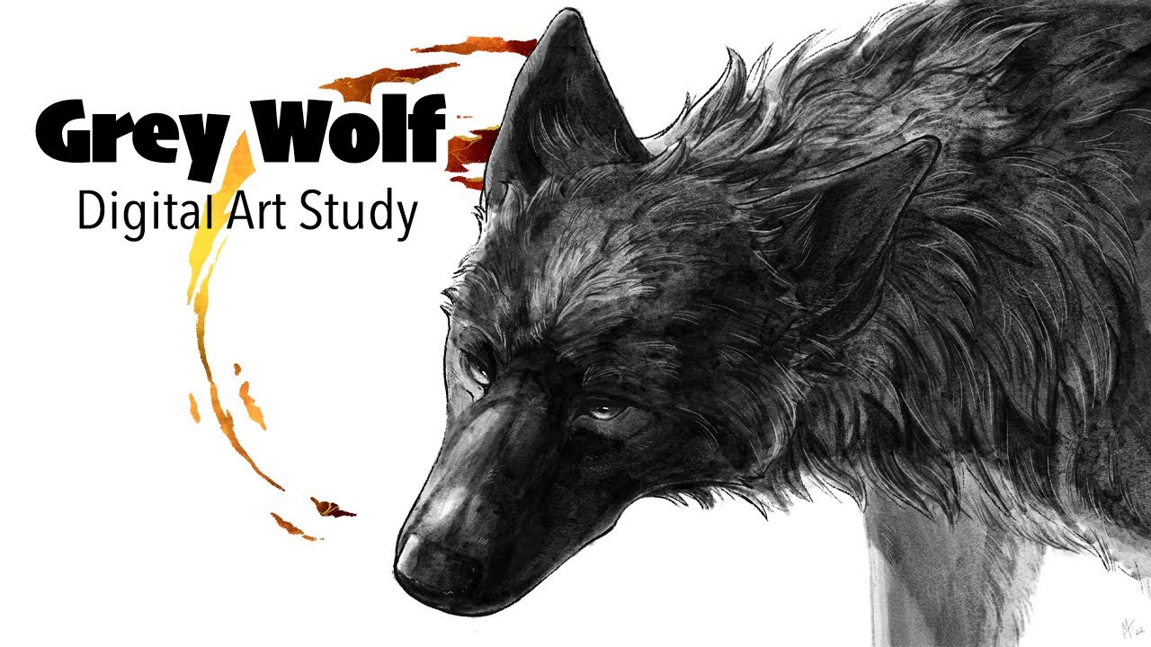 Timelapse: Wolf Study