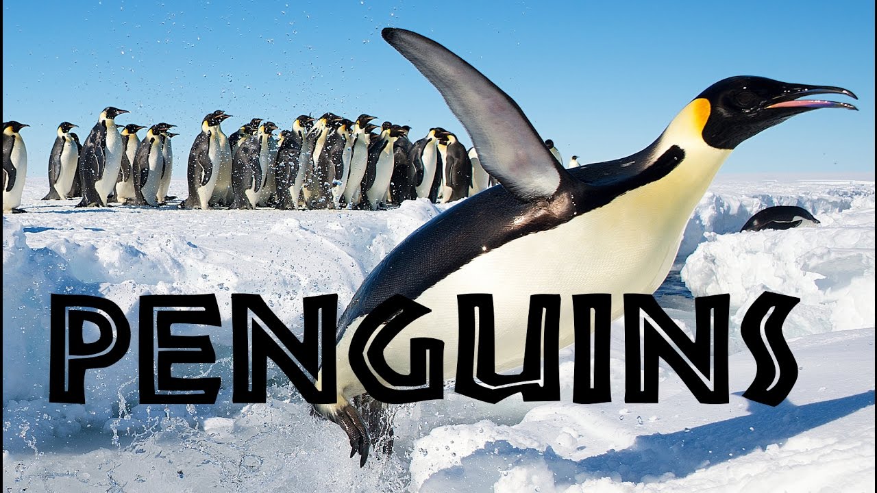 All About Penguins for Kids: Penguins of the World for Children - FreeSchool